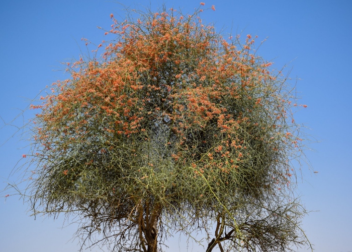 Institute for Desert Ecology and Environmental Research Foundation