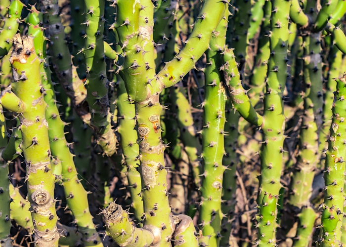 Institute for Desert Ecology and Environmental Research Foundation