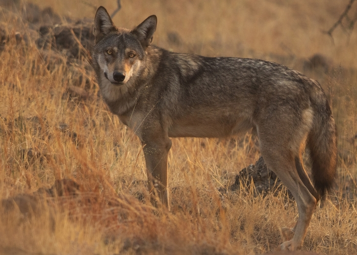 Institute for Desert Ecology and Environmental Research Foundation
