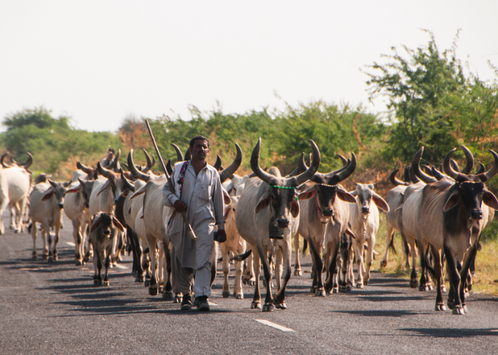 Institute for Desert Ecology and Environmental Research Foundation